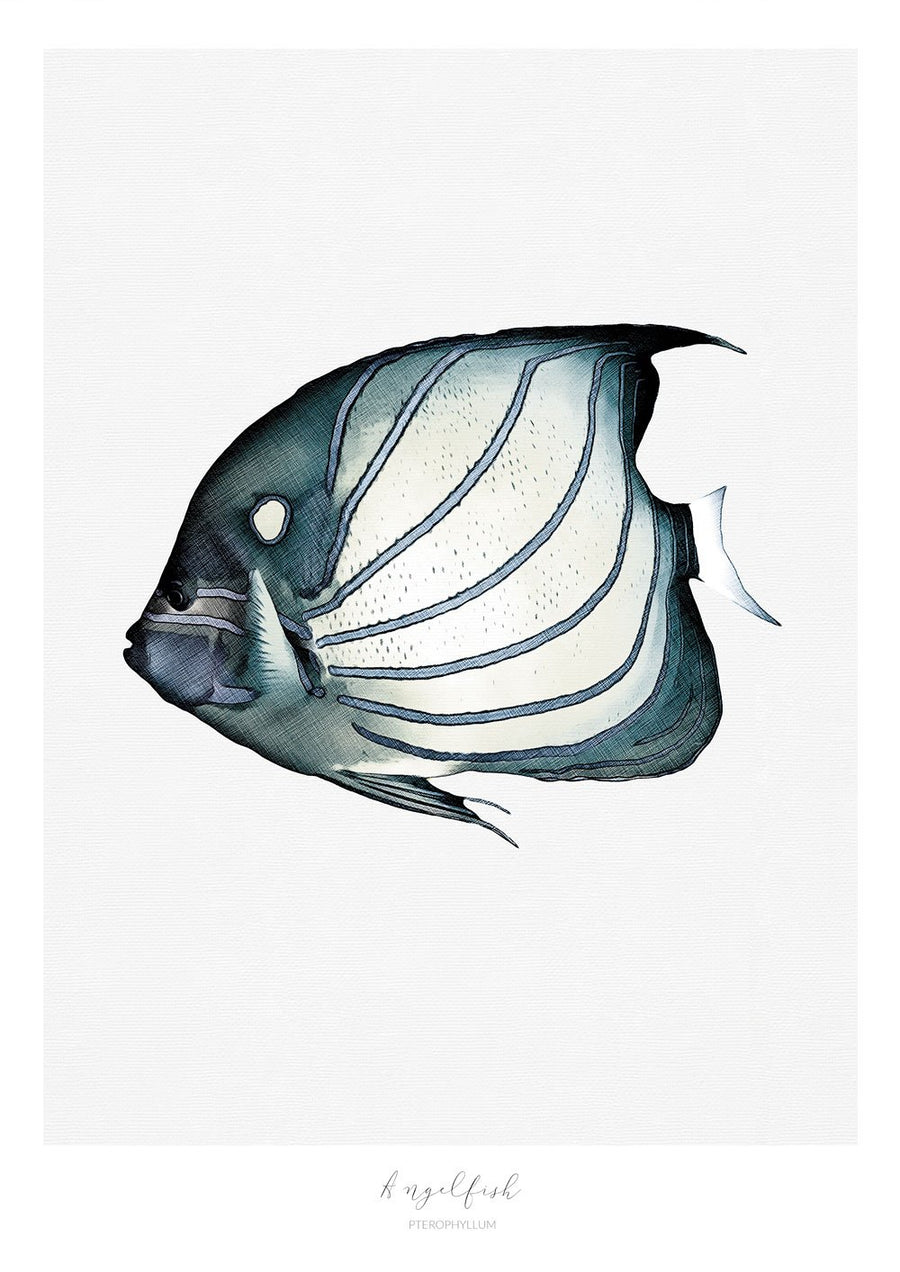 Marine Life Series - Angelfish – Stories For Walls UAE